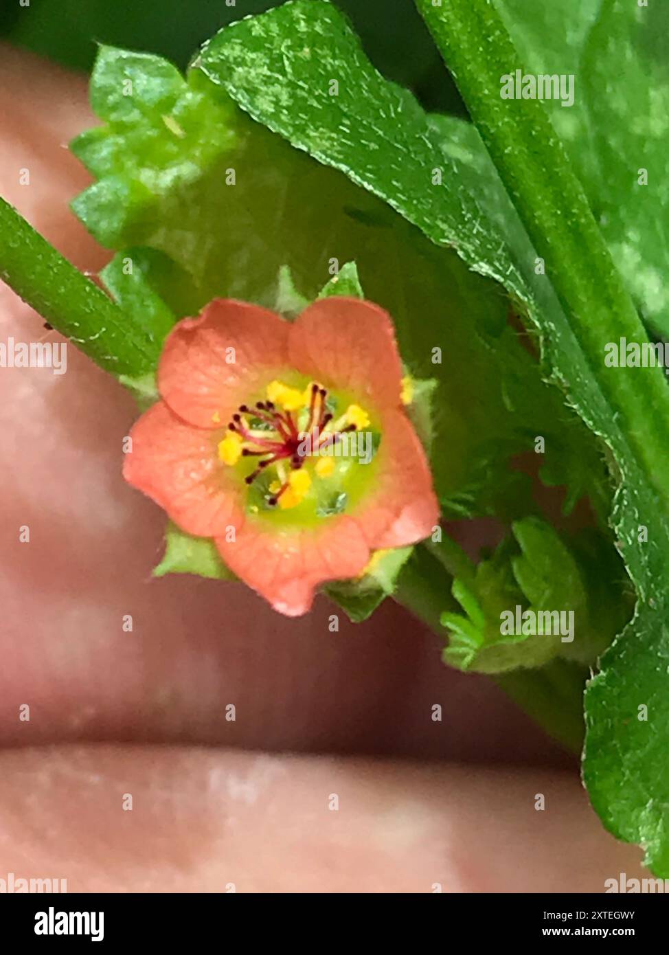 Carolina Bristlemallow (Modiola caroliniana) Plantae Stock Photo - Alamy