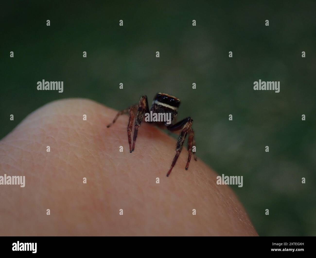 Golden brown jumping spider hi-res stock photography and images - Alamy