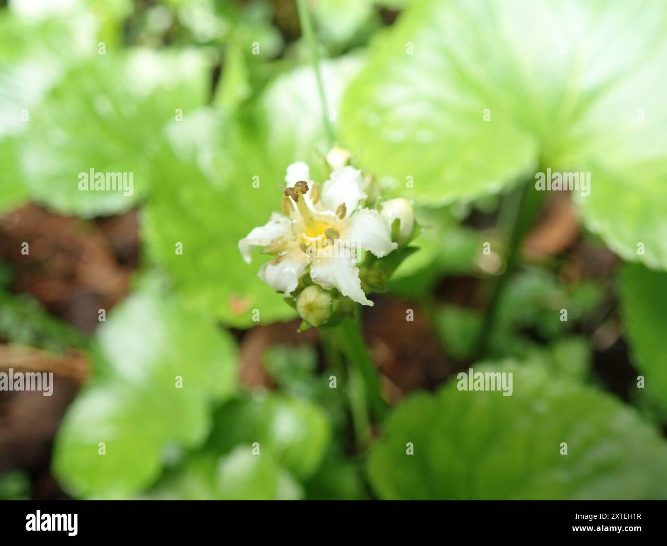 Deer-cabbage (Nephrophyllidium crista-galli) Plantae Stock Photo - Alamy