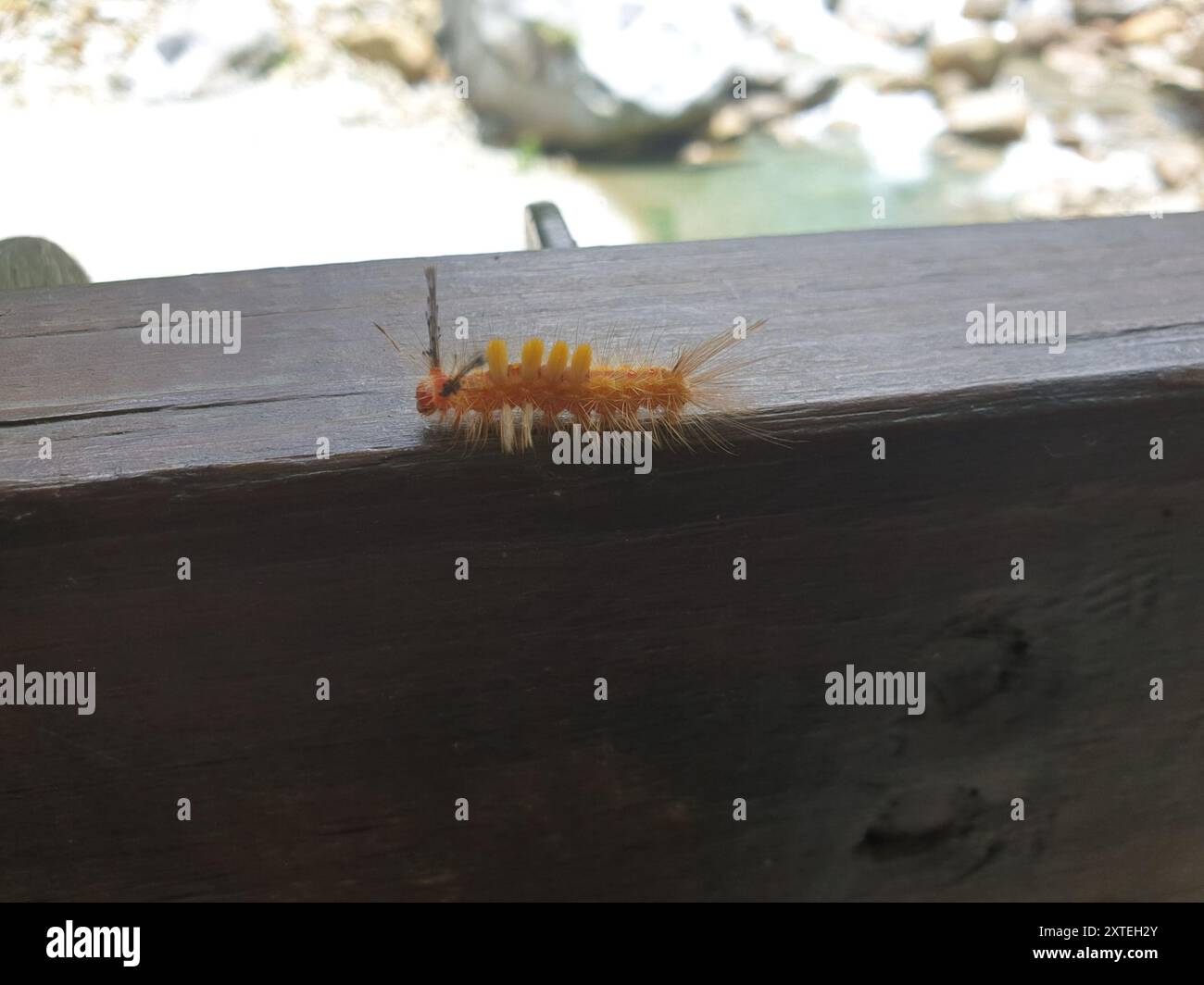 Cocoa tussock moth hi-res stock photography and images - Alamy
