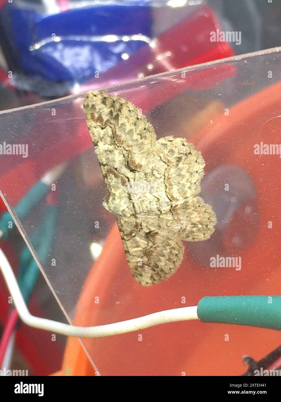 Brown-shaded Gray (Iridopsis defectaria) Insecta Stock Photo - Alamy