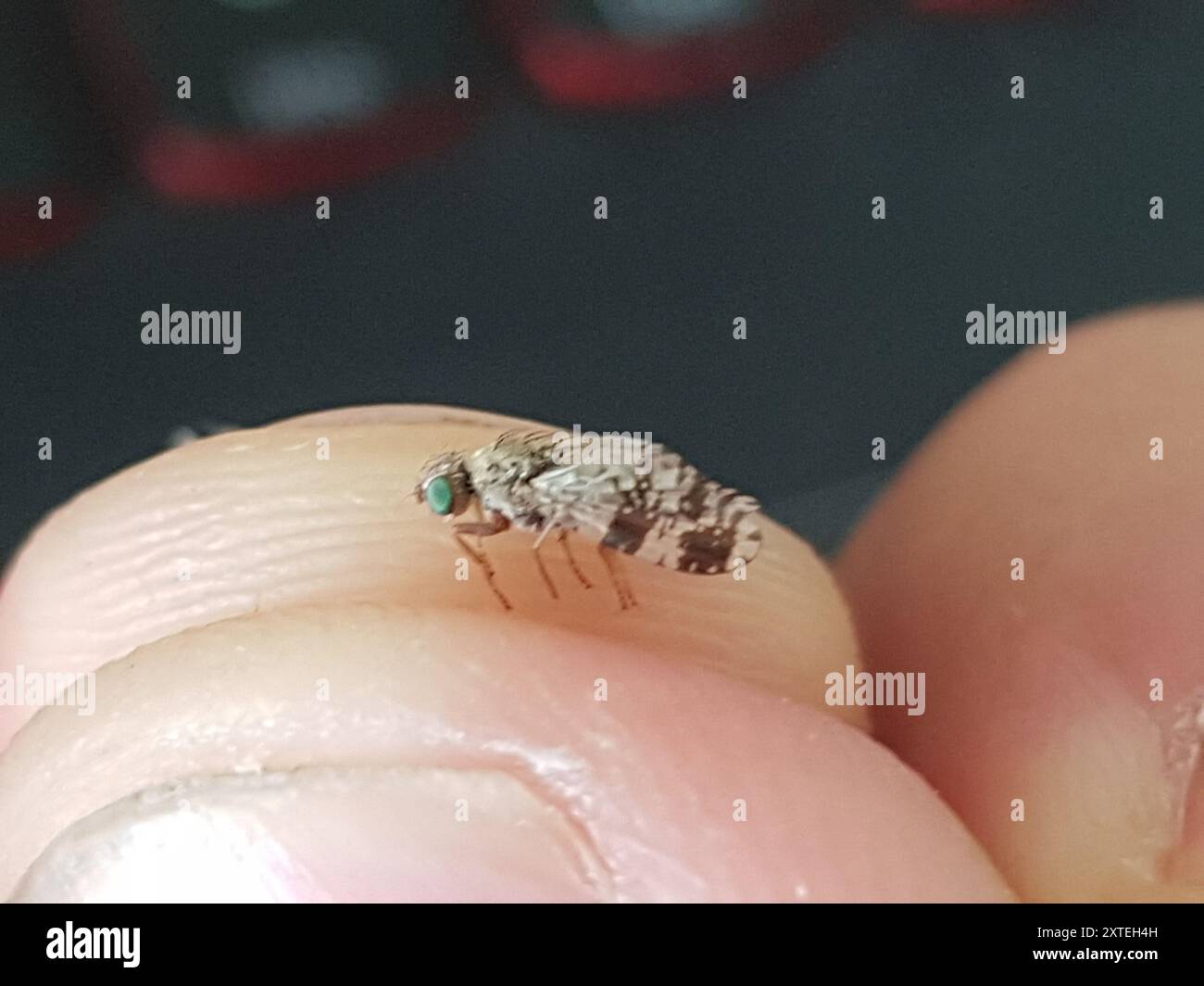 (Tephritis dilacerata) Insecta Stock Photo - Alamy