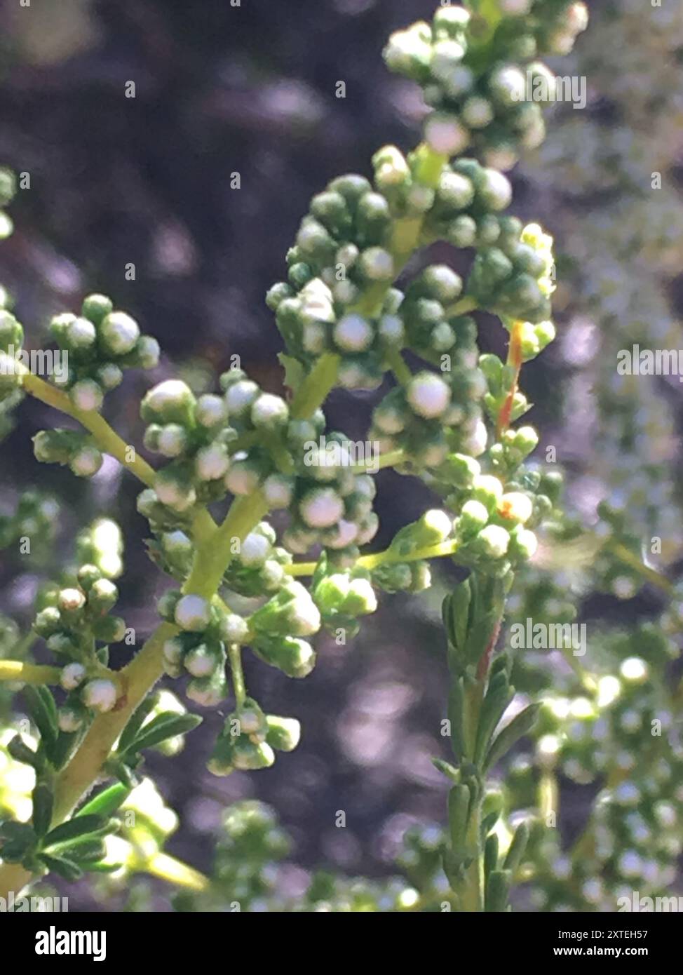 chamise (Adenostoma fasciculatum) Plantae Stock Photo - Alamy