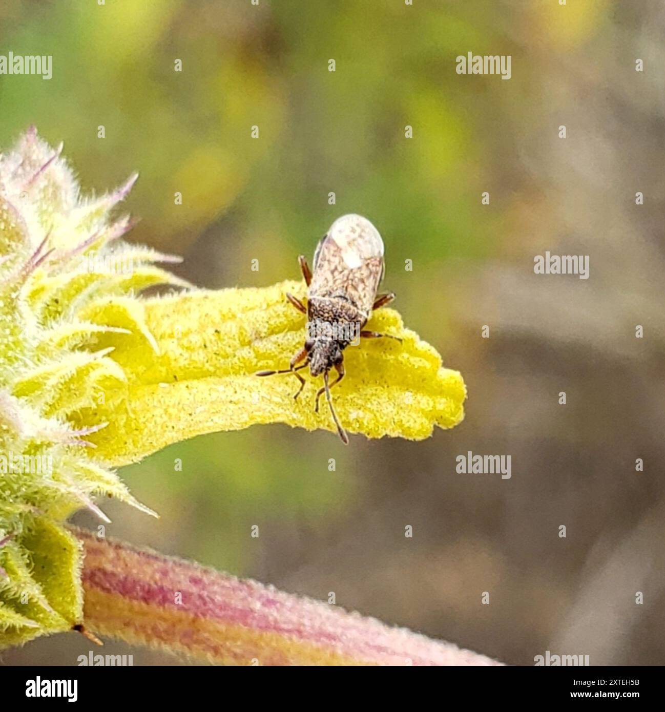 False chinch bugs (Nysius) Insecta Stock Photo - Alamy