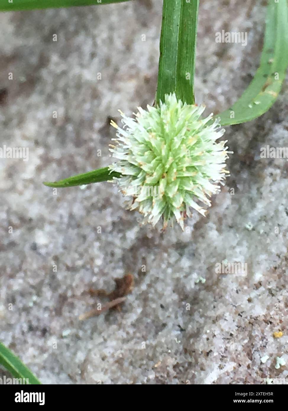 Shortleaf Spikesedge (Cyperus brevifolius) Plantae Stock Photo - Alamy