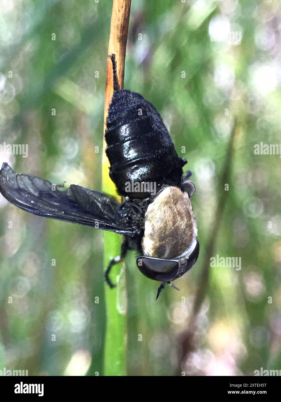 Western Black Horse Fly (Tabanus punctifer) Insecta Stock Photo - Alamy