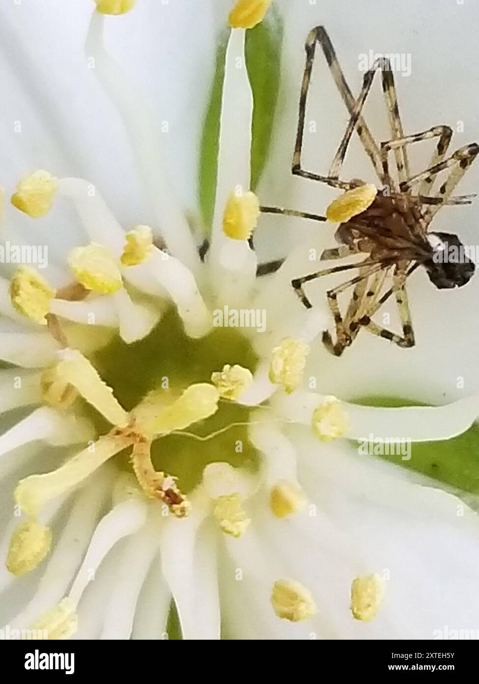 Comb-footed Spiders (Theridiidae) Arachnida Stock Photo - Alamy