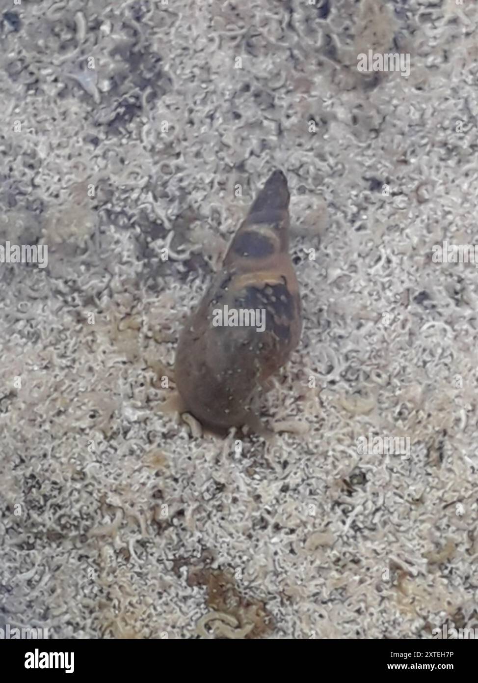 Great Pond Snail (Lymnaea stagnalis) Mollusca Stock Photo - Alamy