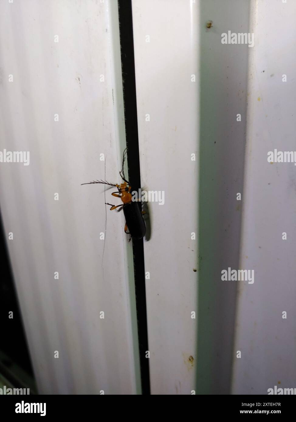 Thighed Fire-colored Beetle (Neopyrochroa femoralis) Insecta Stock ...