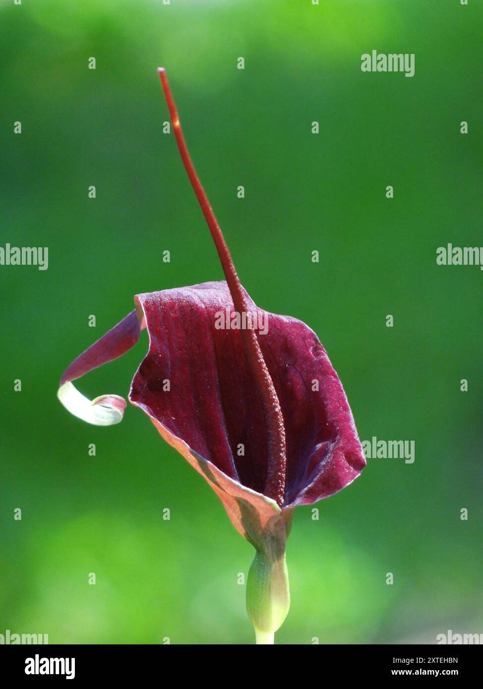 Typhonium hi-res stock photography and images - Alamy