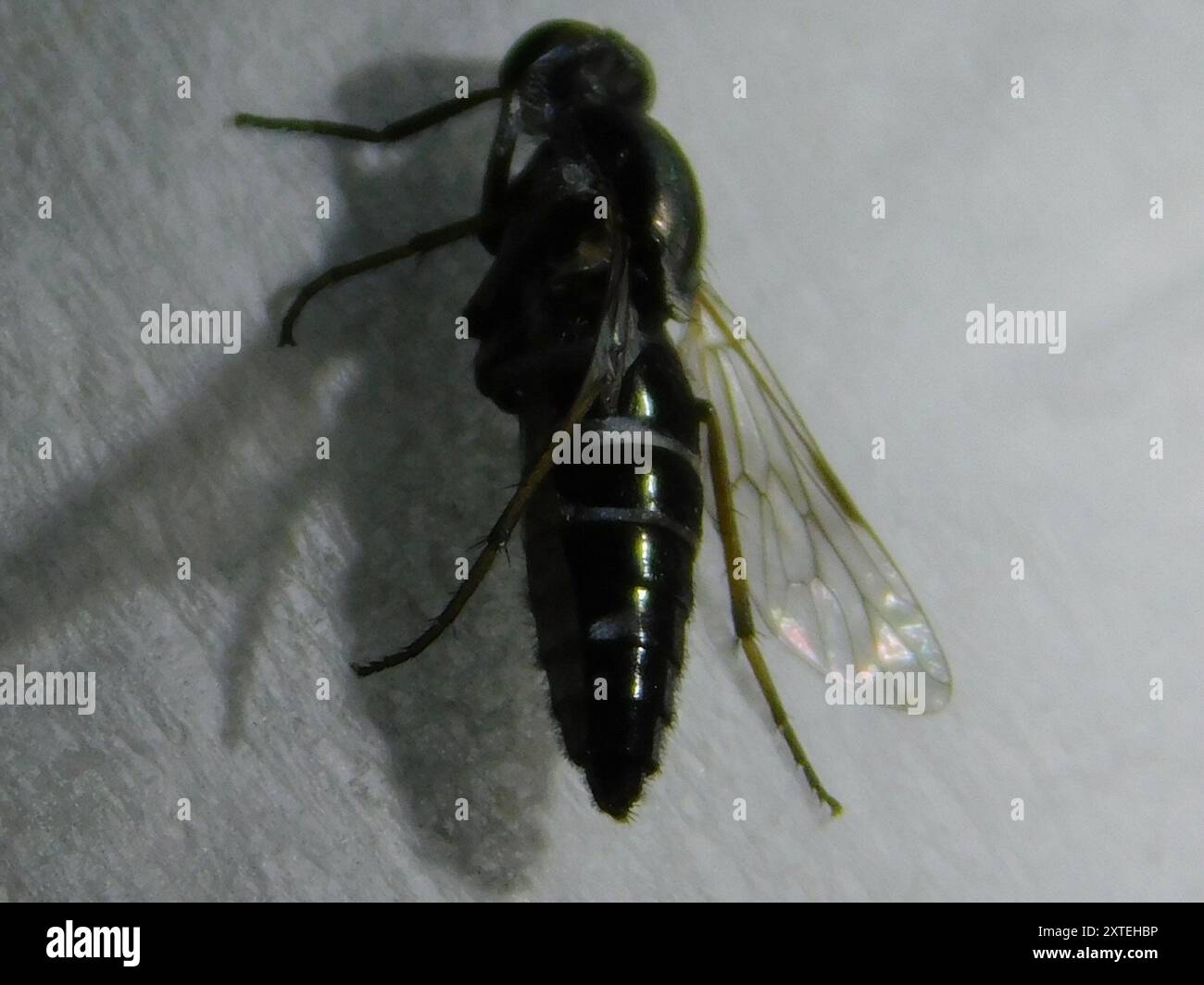 Stiletto Flies (Therevidae) Insecta Stock Photo - Alamy