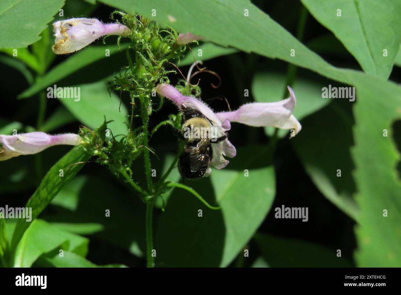 Abrupt digger hi-res stock photography and images - Alamy