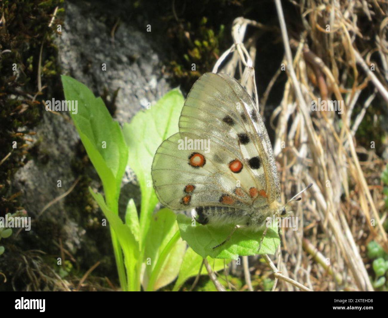 Apollo (Parnassius apollo) Insecta Stock Photo - Alamy