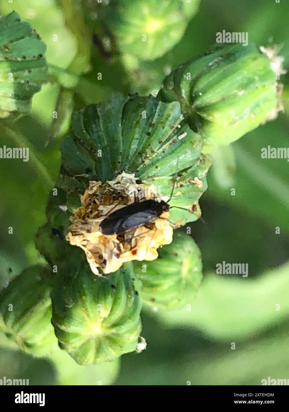 Common Nettle Flower Bug (Plagiognathus arbustorum) Insecta Stock Photo ...