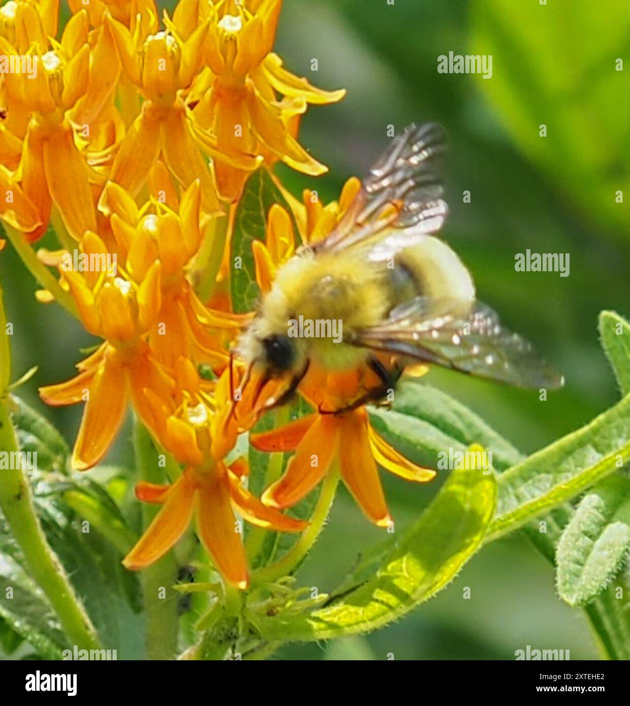 Perplexing Bumble Bee (Bombus perplexus) Insecta Stock Photo - Alamy