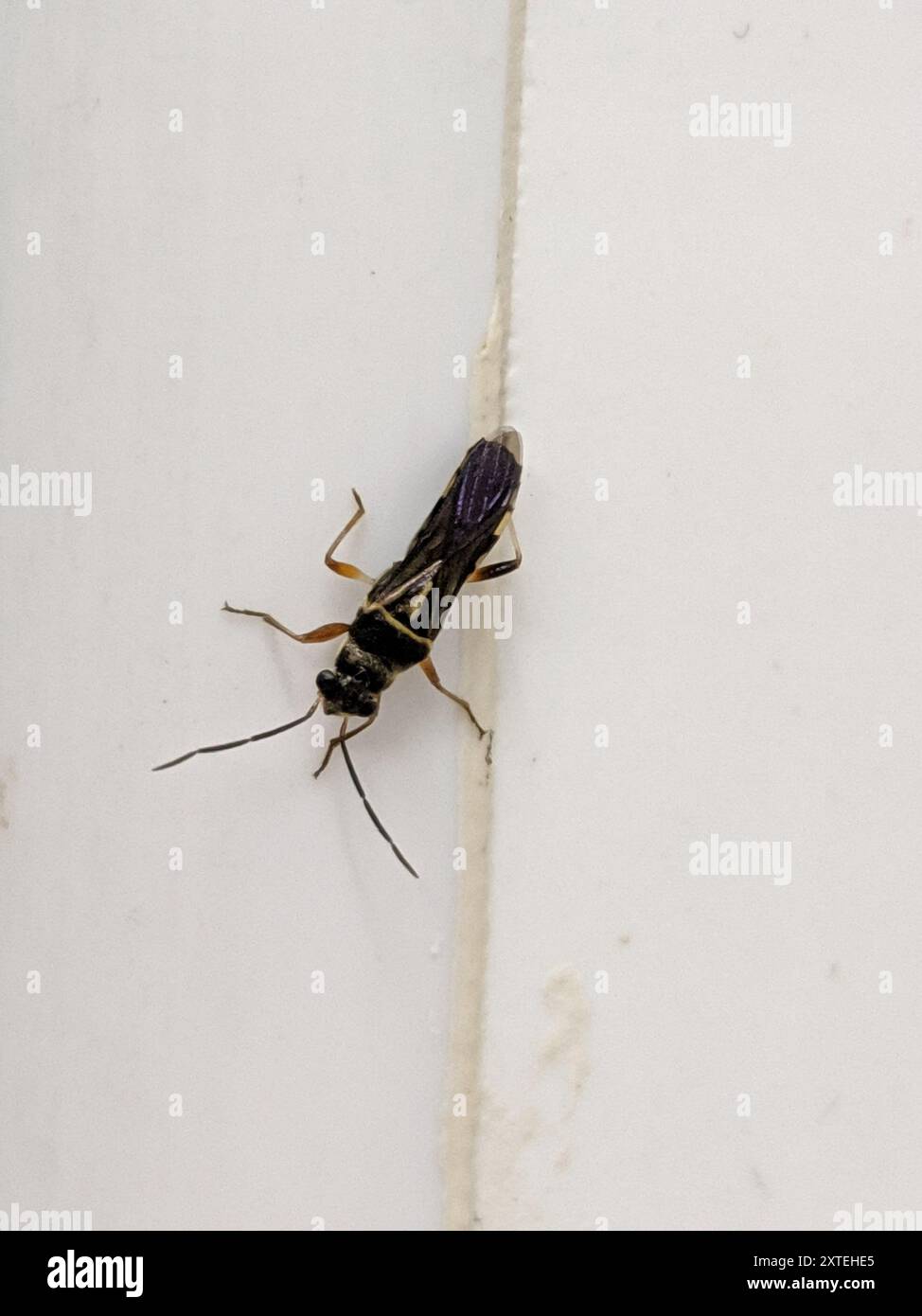 Hyginus hi-res stock photography and images - Alamy