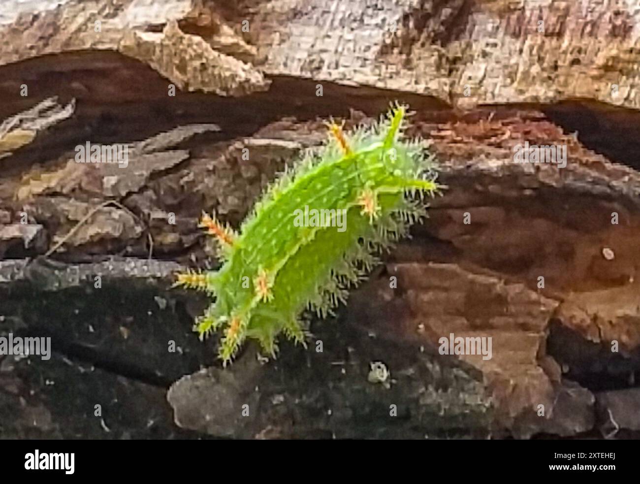Green Oak-Slug Moth (Euclea incisa) Insecta Stock Photo - Alamy