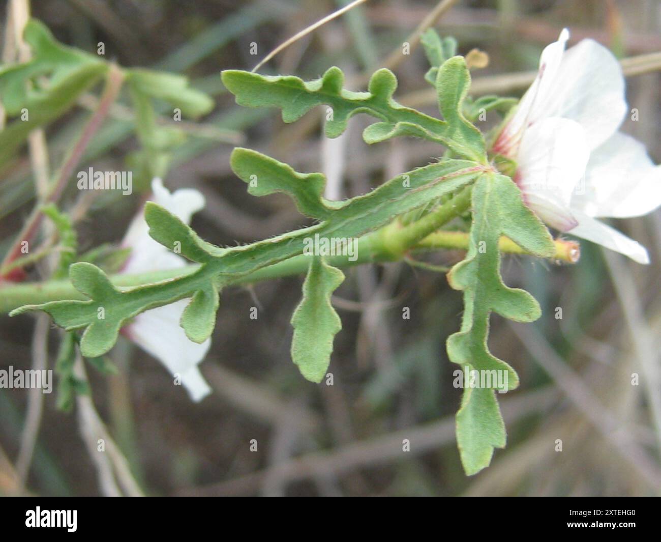 flower-of-an-hour (Hibiscus trionum) Plantae Stock Photo - Alamy