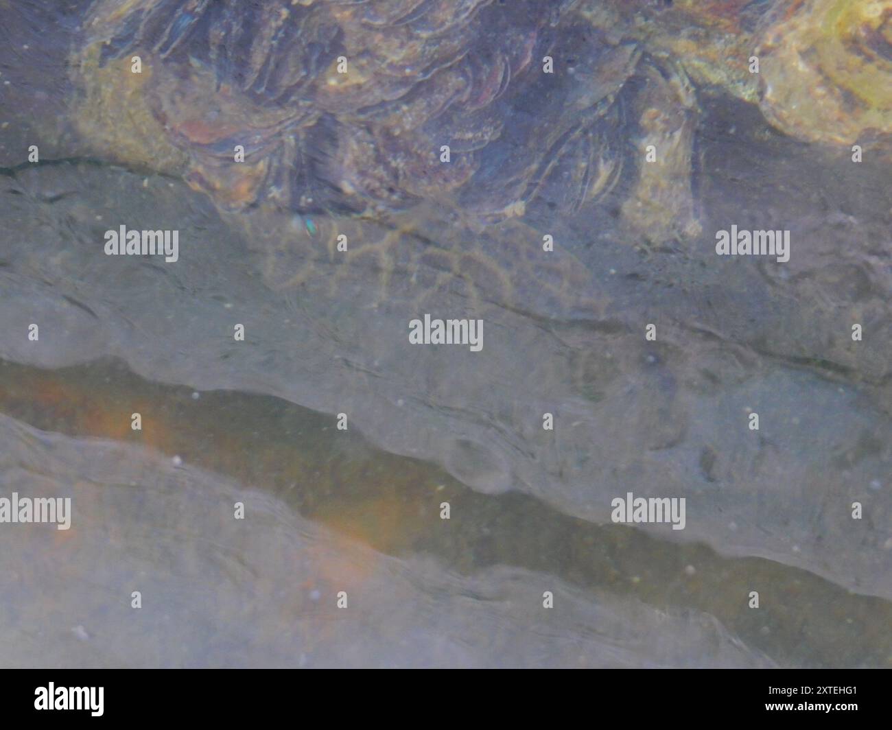 Checkered Puffer (Sphoeroides testudineus) Actinopterygii Stock Photo ...