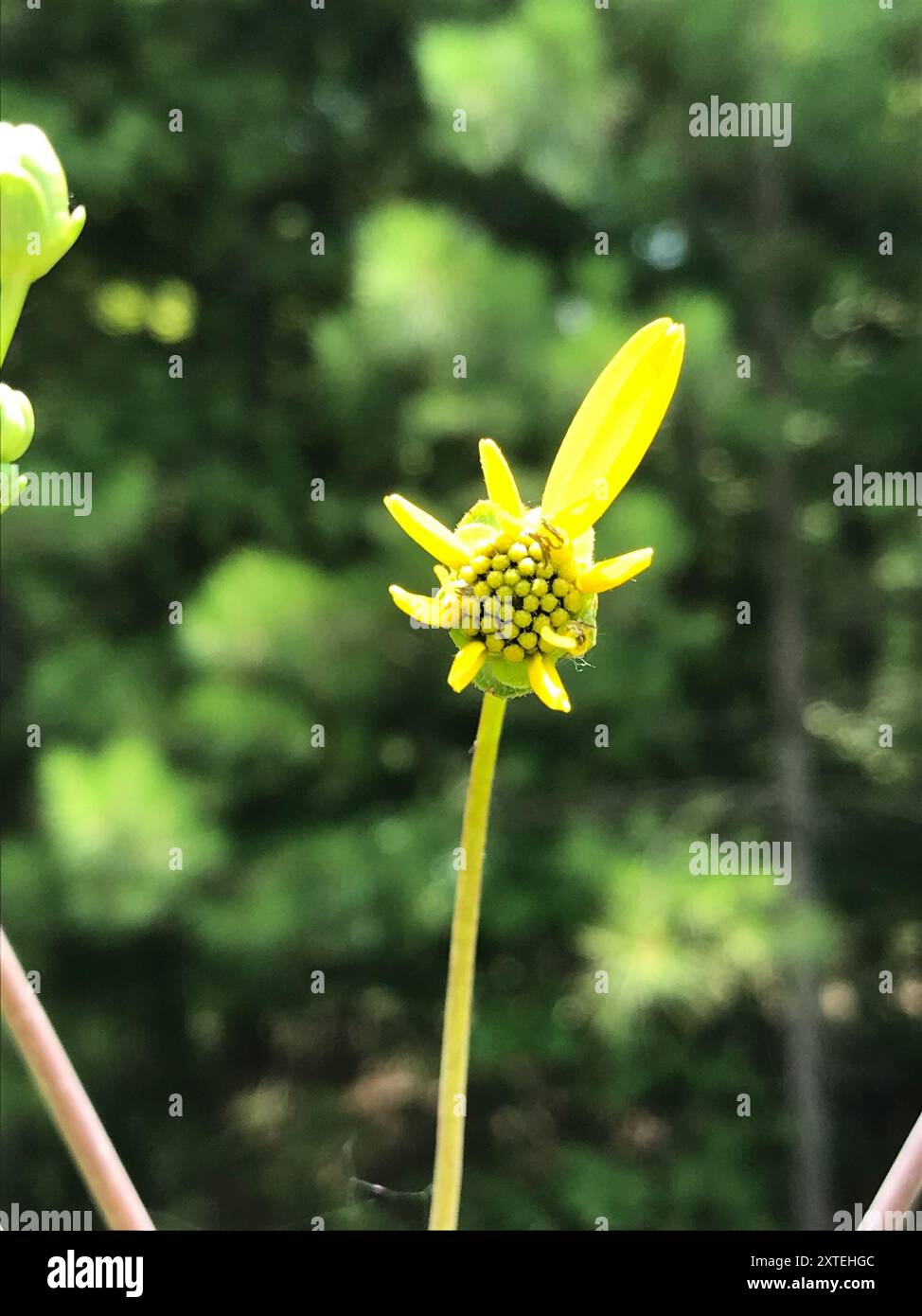 Kidney-leaf Rosinweed (Silphium compositum) Plantae Stock Photo - Alamy