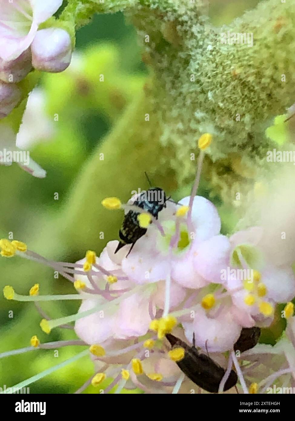 Tumbling Ragdoll (Mordella marginata) Insecta Stock Photo - Alamy