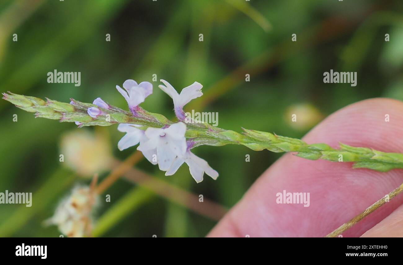 Verbena simplex hi-res stock photography and images - Alamy