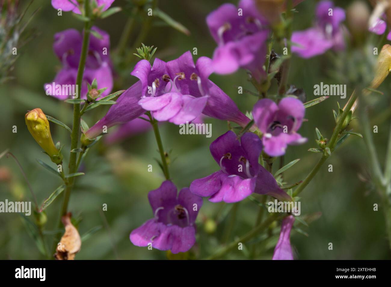 Bunchleaf Penstemon (Penstemon heterophyllus) Plantae Stock Photo - Alamy