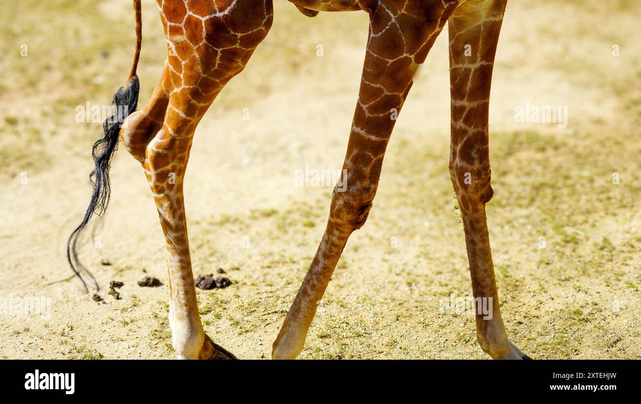 Genuine photograph of giraffe legs. Long skinny thin legs of different ...