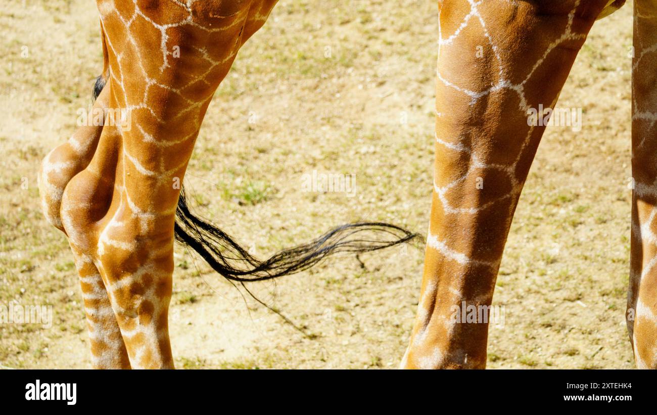 Genuine photograph of giraffe legs. Long skinny thin legs of different ...