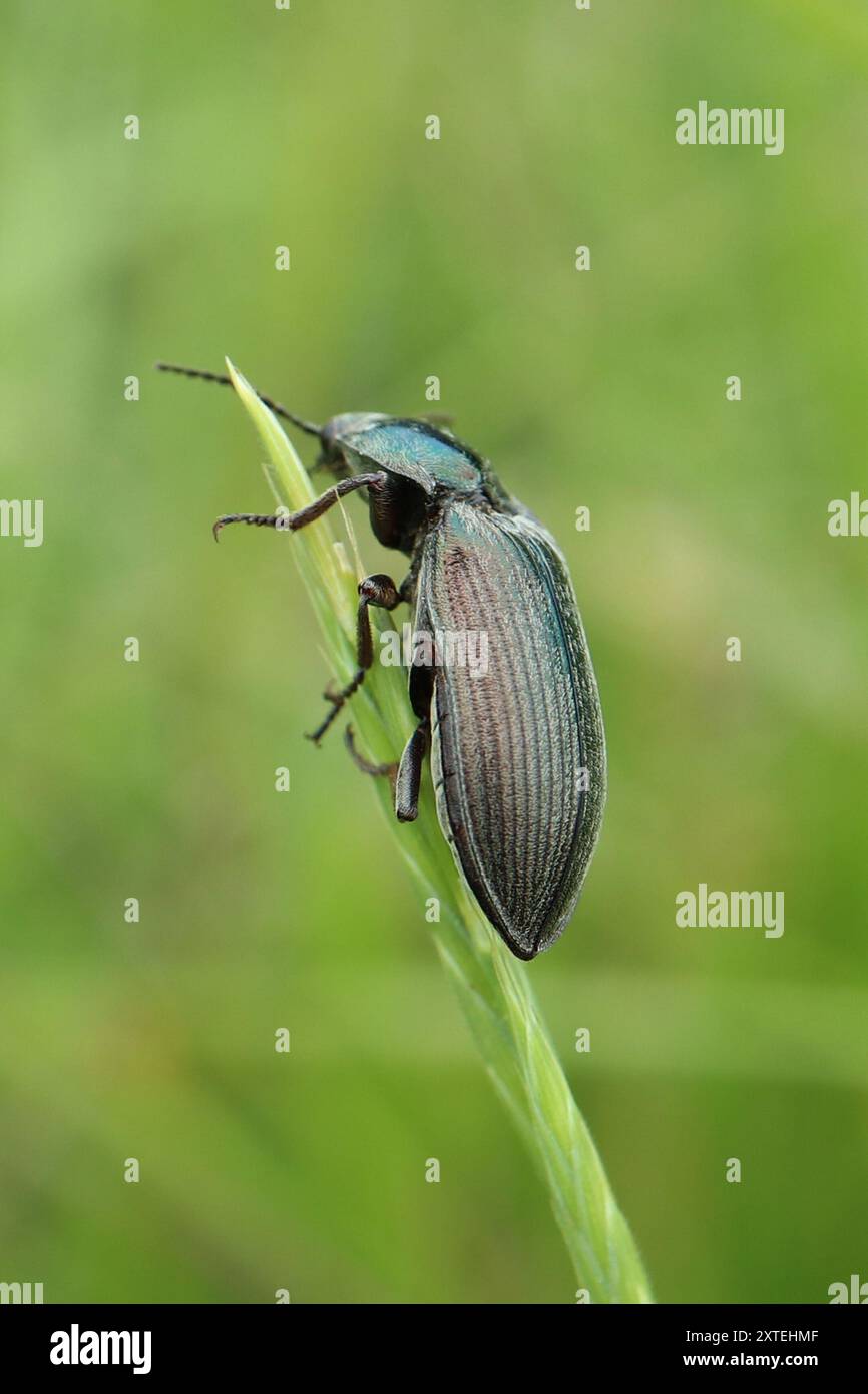 Gravidus hi-res stock photography and images - Alamy