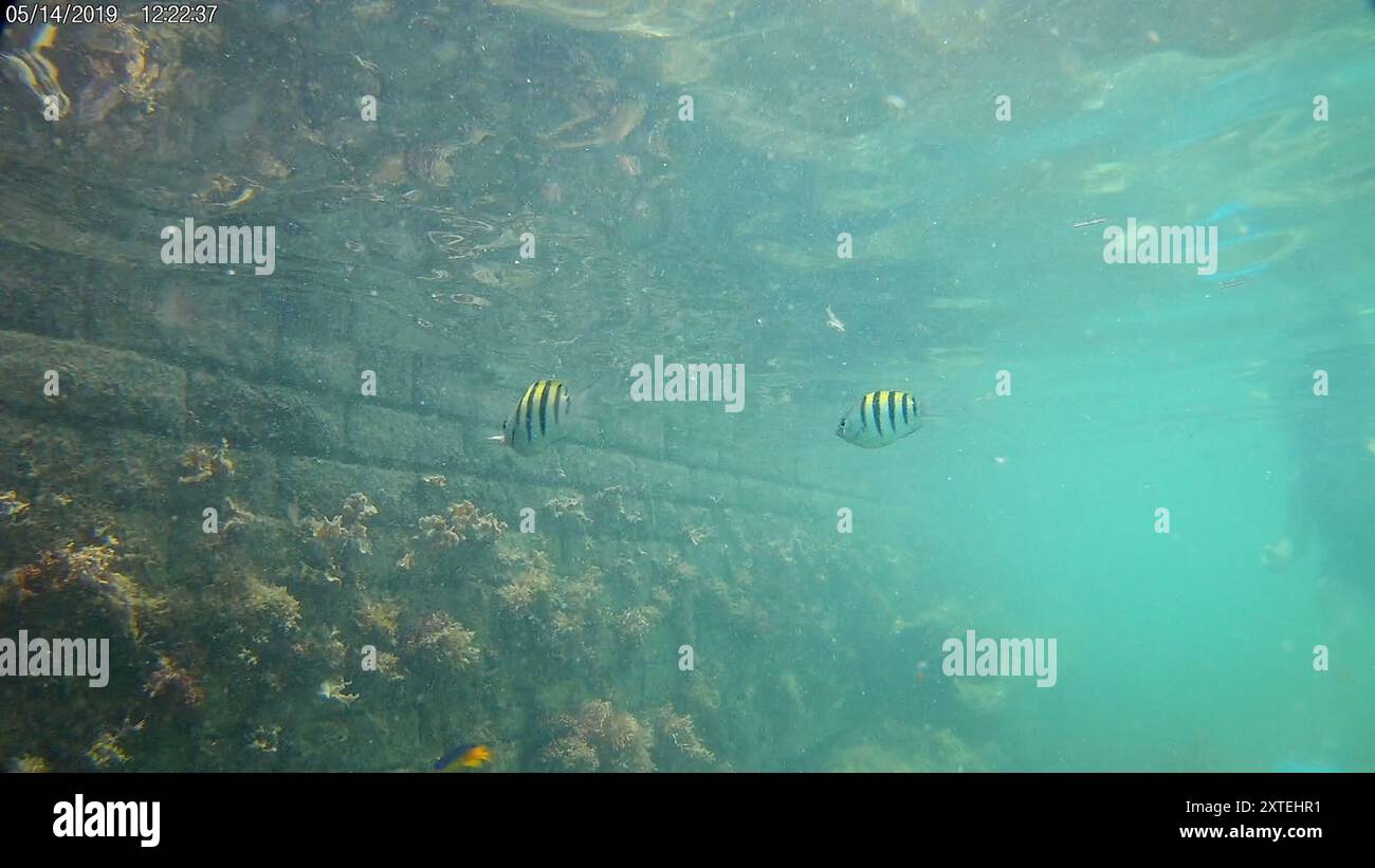 Atlantic Sergeant Major (Abudefduf saxatilis) Actinopterygii Stock ...