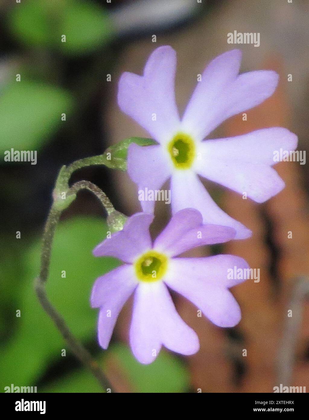 Mistassini Primrose (Primula mistassinica) Plantae Stock Photo - Alamy