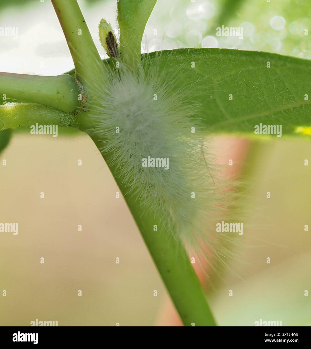 Delicate Cycnia Moth (Cycnia tenera) Insecta Stock Photo - Alamy