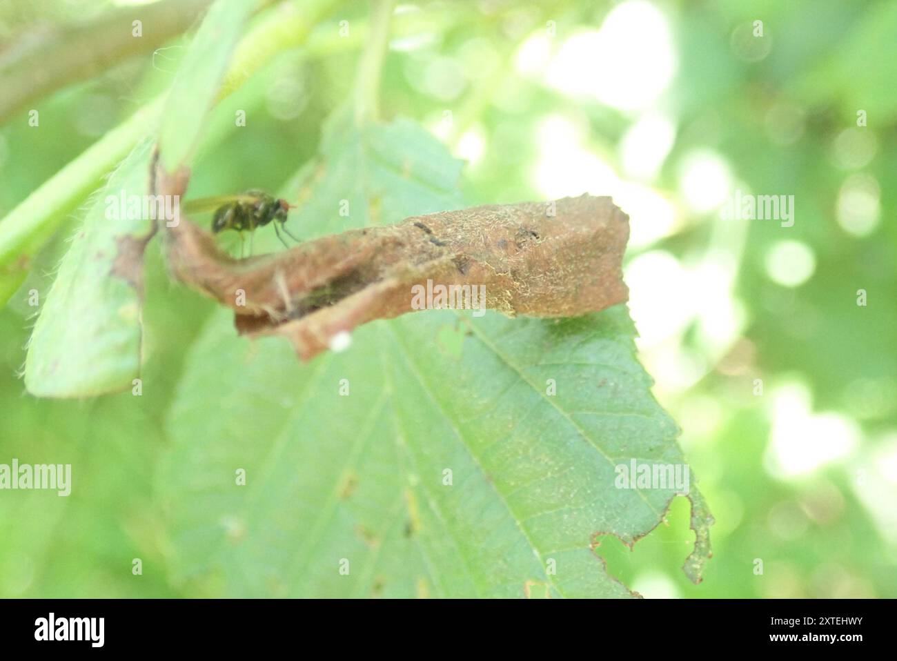 Leaf-rolling Weevils (Attelabidae) Insecta Stock Photo - Alamy