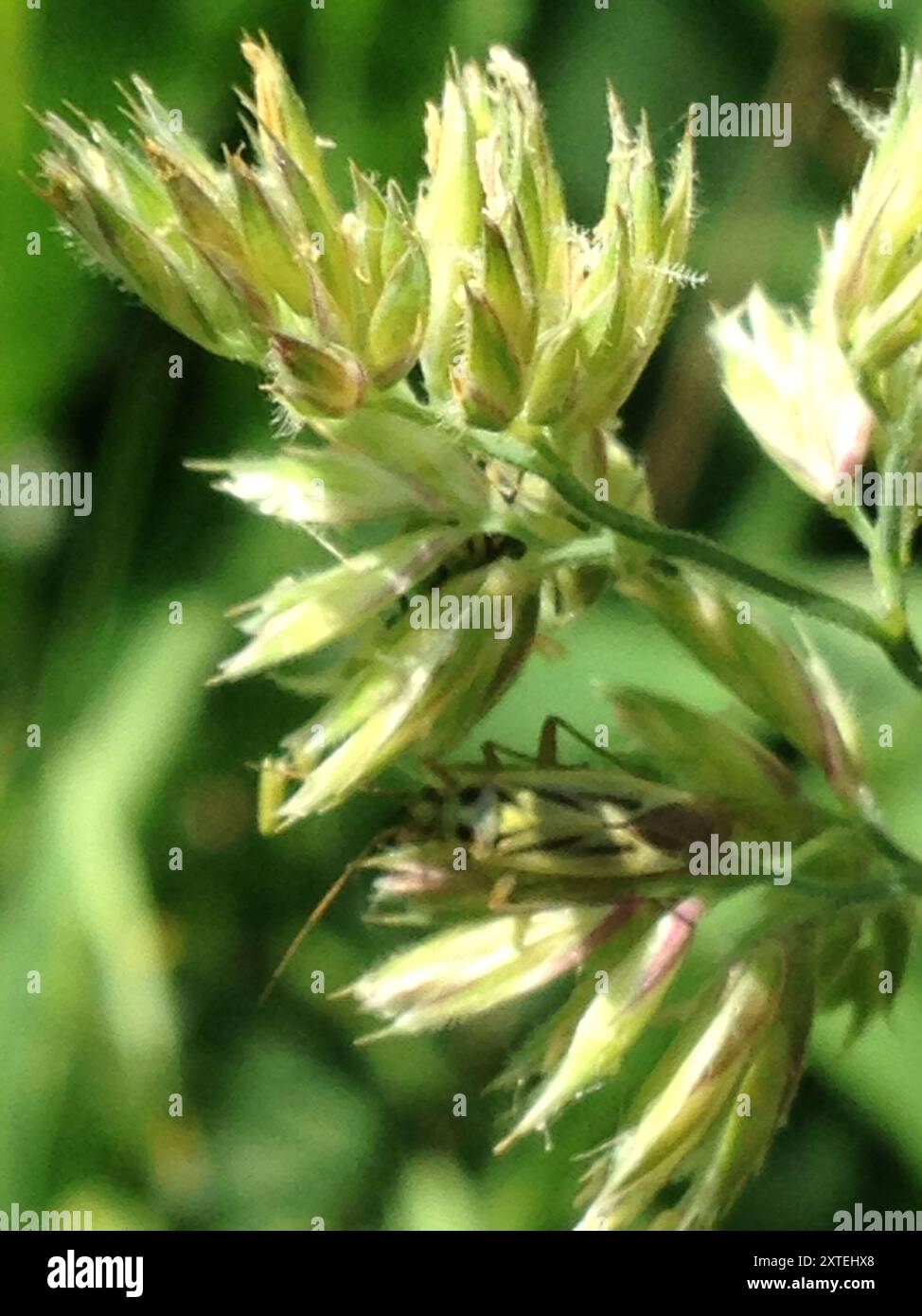 Two-spotted Grass Bug (Stenotus binotatus) Insecta Stock Photo - Alamy