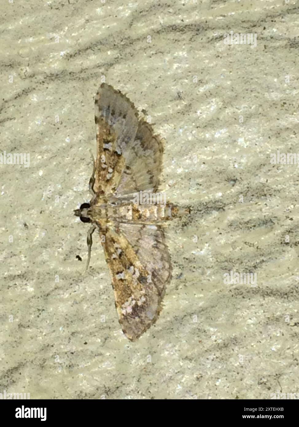 Salvinia Stem Borer Moth (Samea multiplicalis) Insecta Stock Photo - Alamy