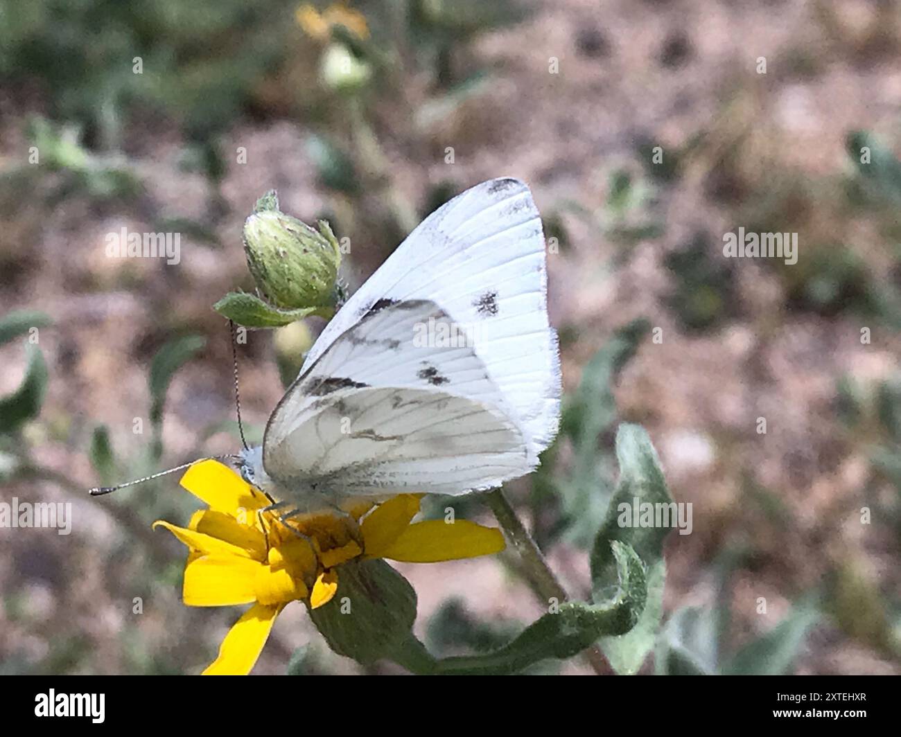 Checkered White (Pontia protodice) Insecta Stock Photo - Alamy