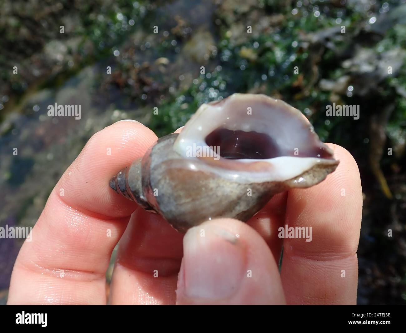 Frilled Dogwinkle (Nucella lamellosa) Mollusca Stock Photo - Alamy