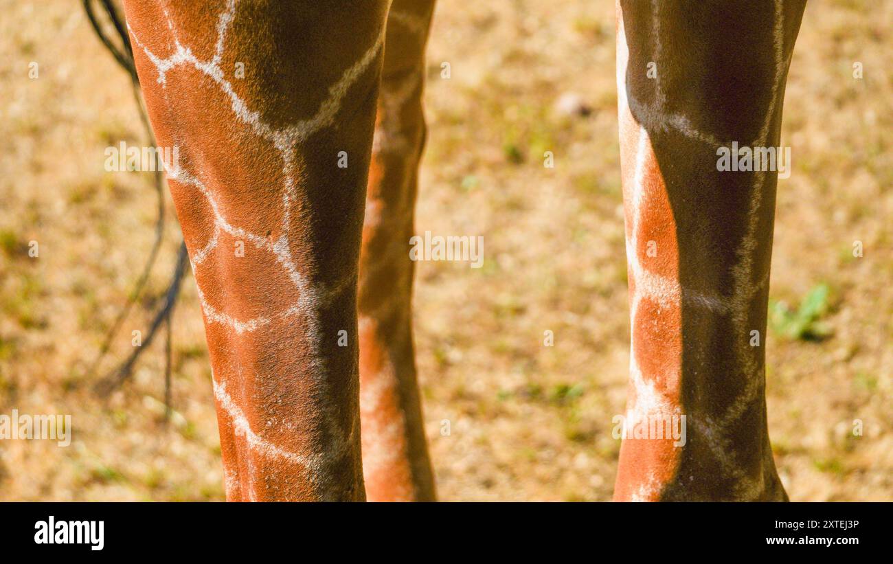 Genuine photograph of giraffe legs. Long skinny thin legs of different ...
