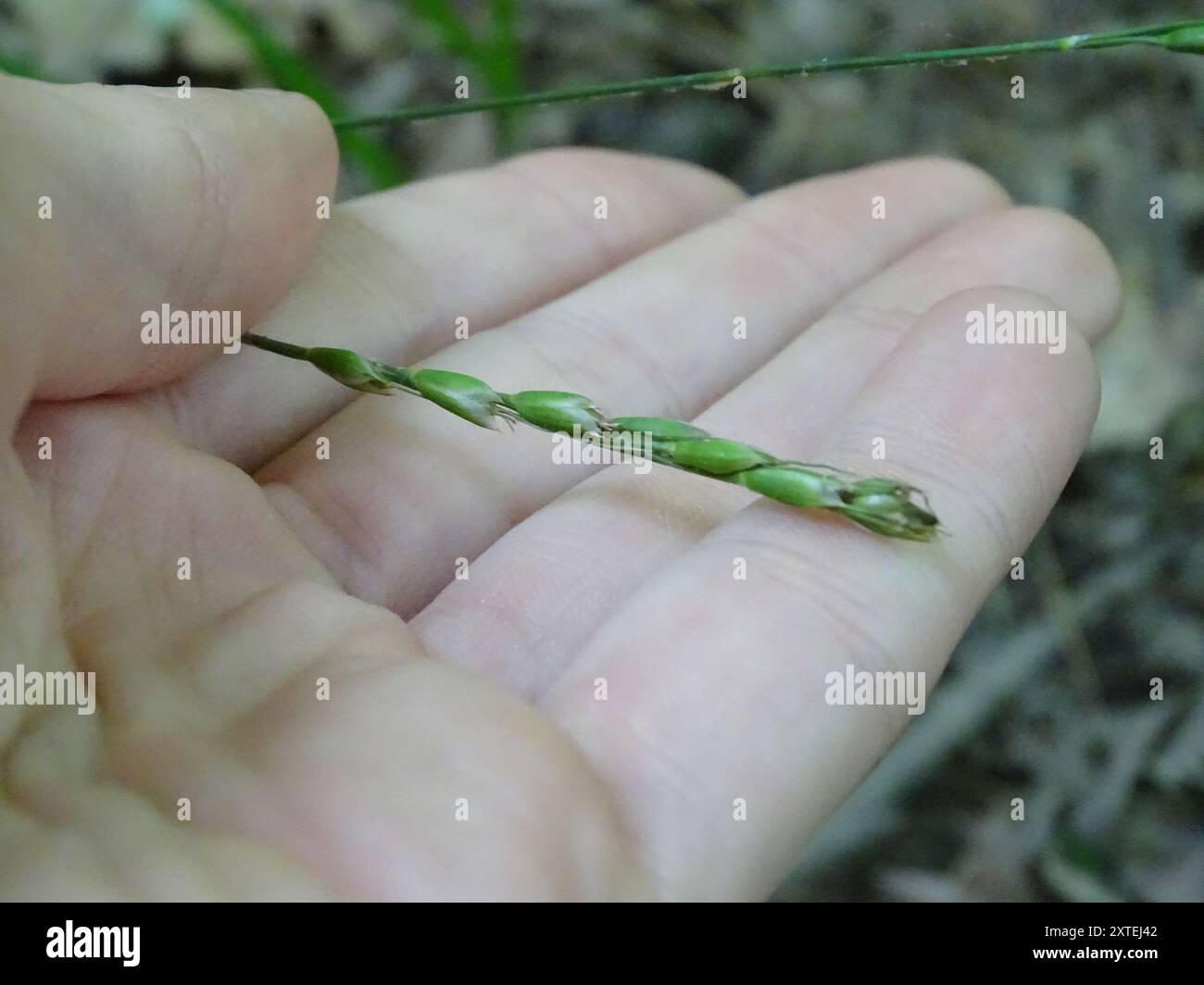 White-grained Mountain-ricegrass (Oryzopsis asperifolia) Plantae Stock ...