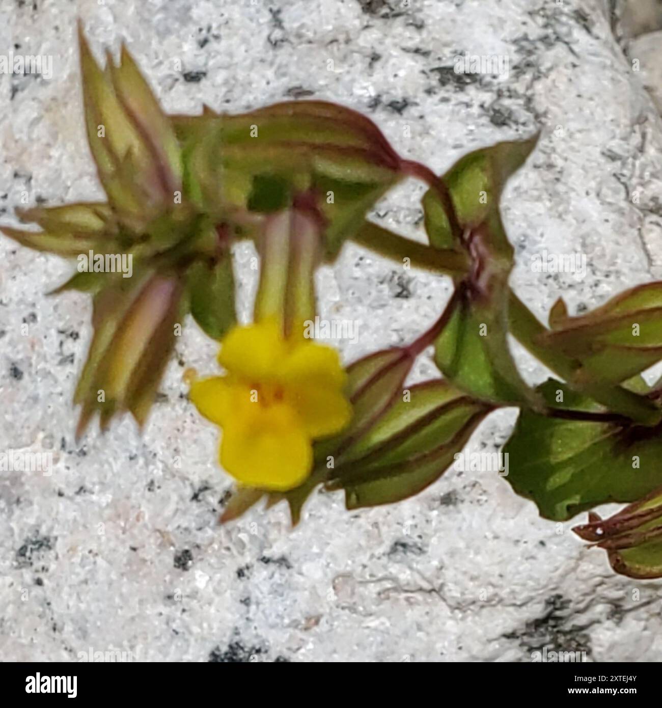 shy monkeyflower (Erythranthe nasuta) Plantae Stock Photo - Alamy