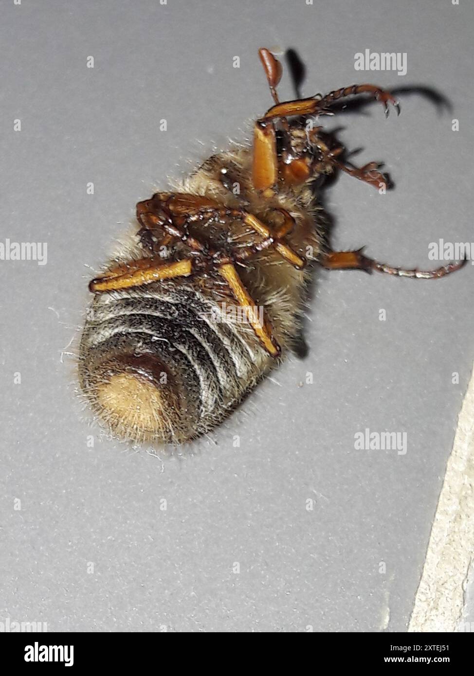 Common Cockchafer (Melolontha melolontha) Insecta Stock Photo - Alamy