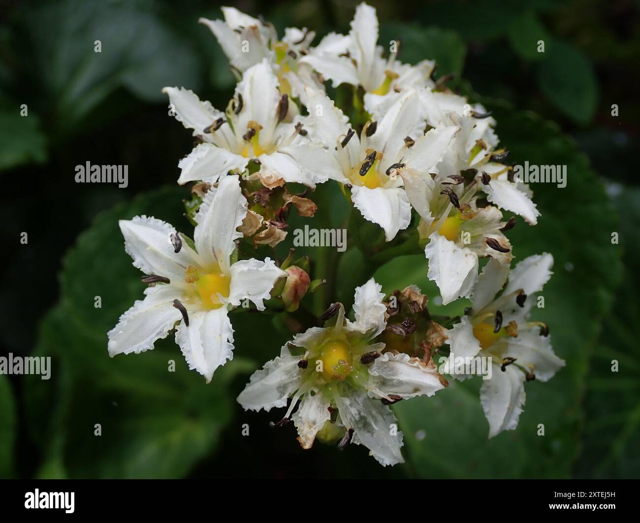 Deer-cabbage (Nephrophyllidium crista-galli) Plantae Stock Photo - Alamy