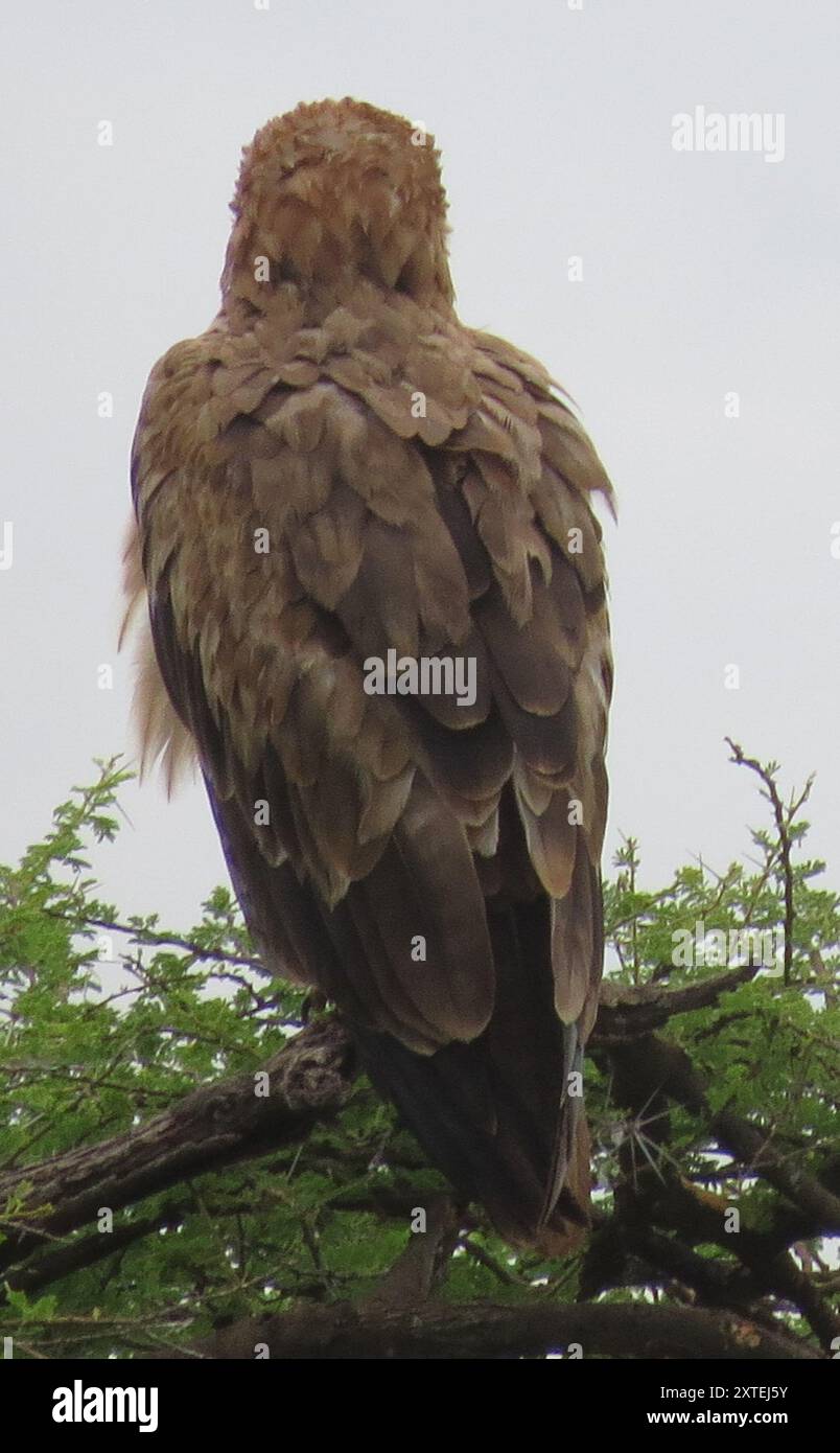 True eagles hi-res stock photography and images - Alamy