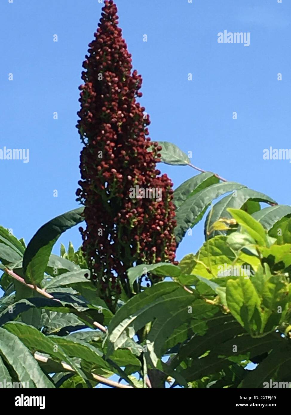smooth sumac (Rhus glabra) Plantae Stock Photo - Alamy