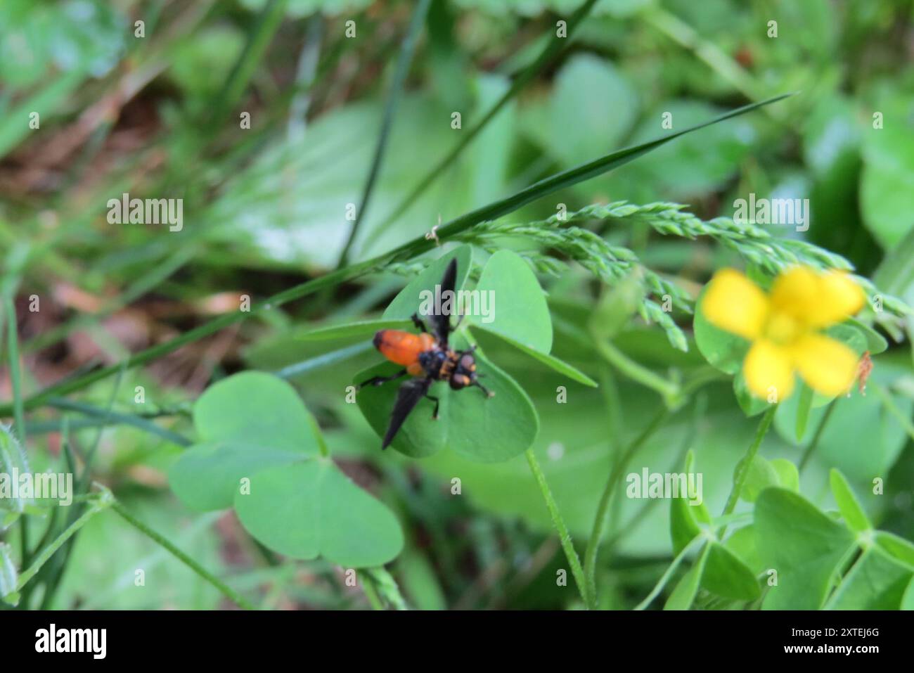 Feather-legged Flies (Trichopoda) Insecta Stock Photo - Alamy