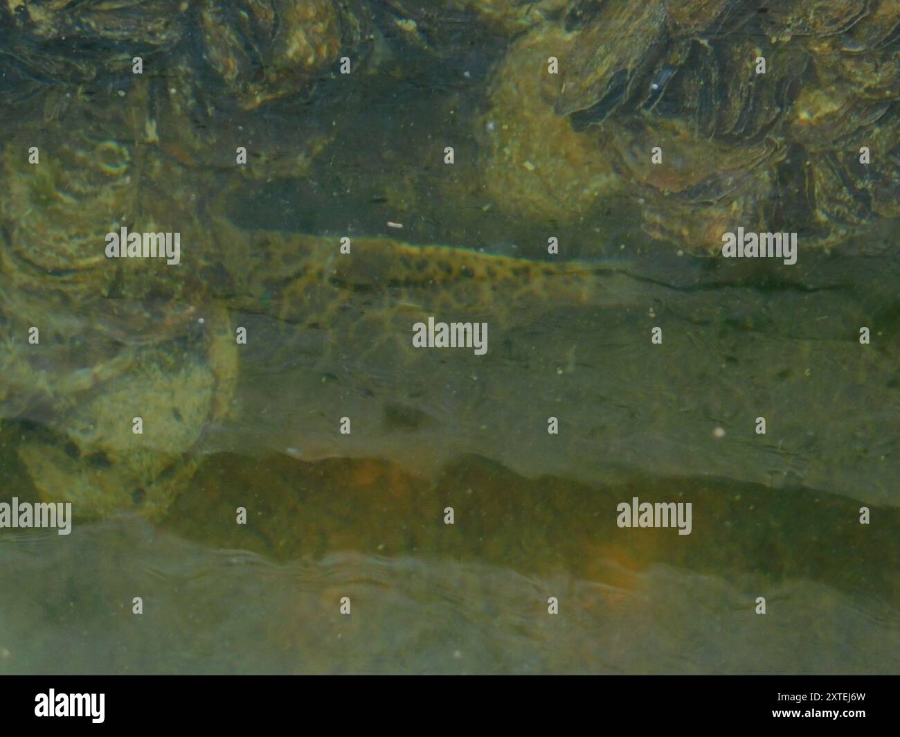 Checkered Puffer (Sphoeroides testudineus) Actinopterygii Stock Photo ...