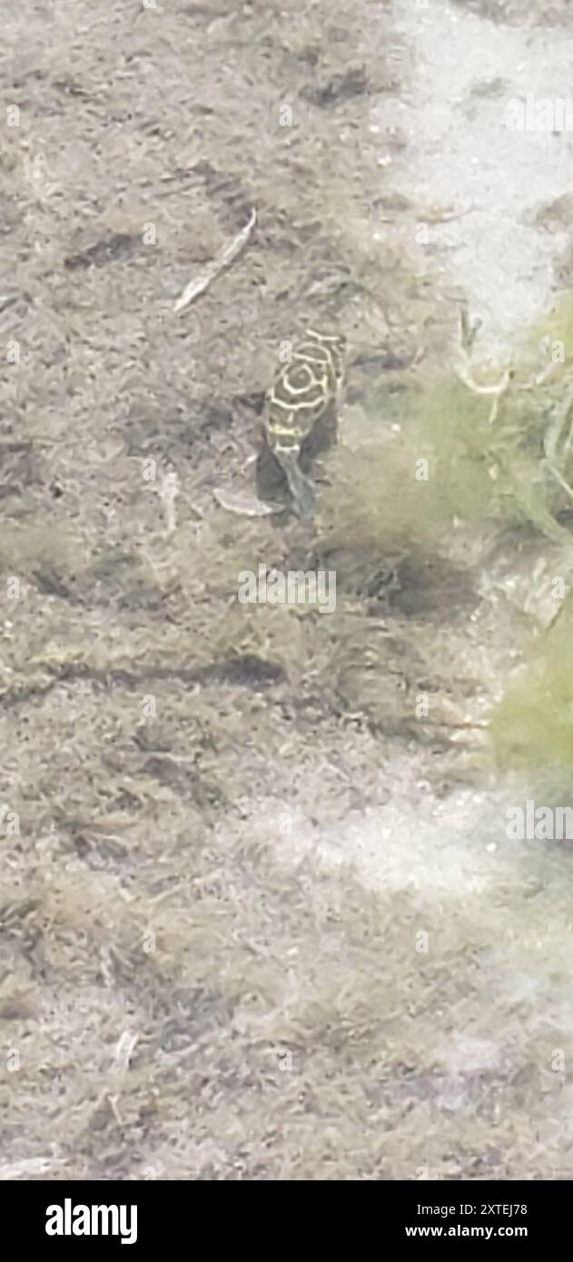 Checkered Puffer (Sphoeroides testudineus) Actinopterygii Stock Photo ...