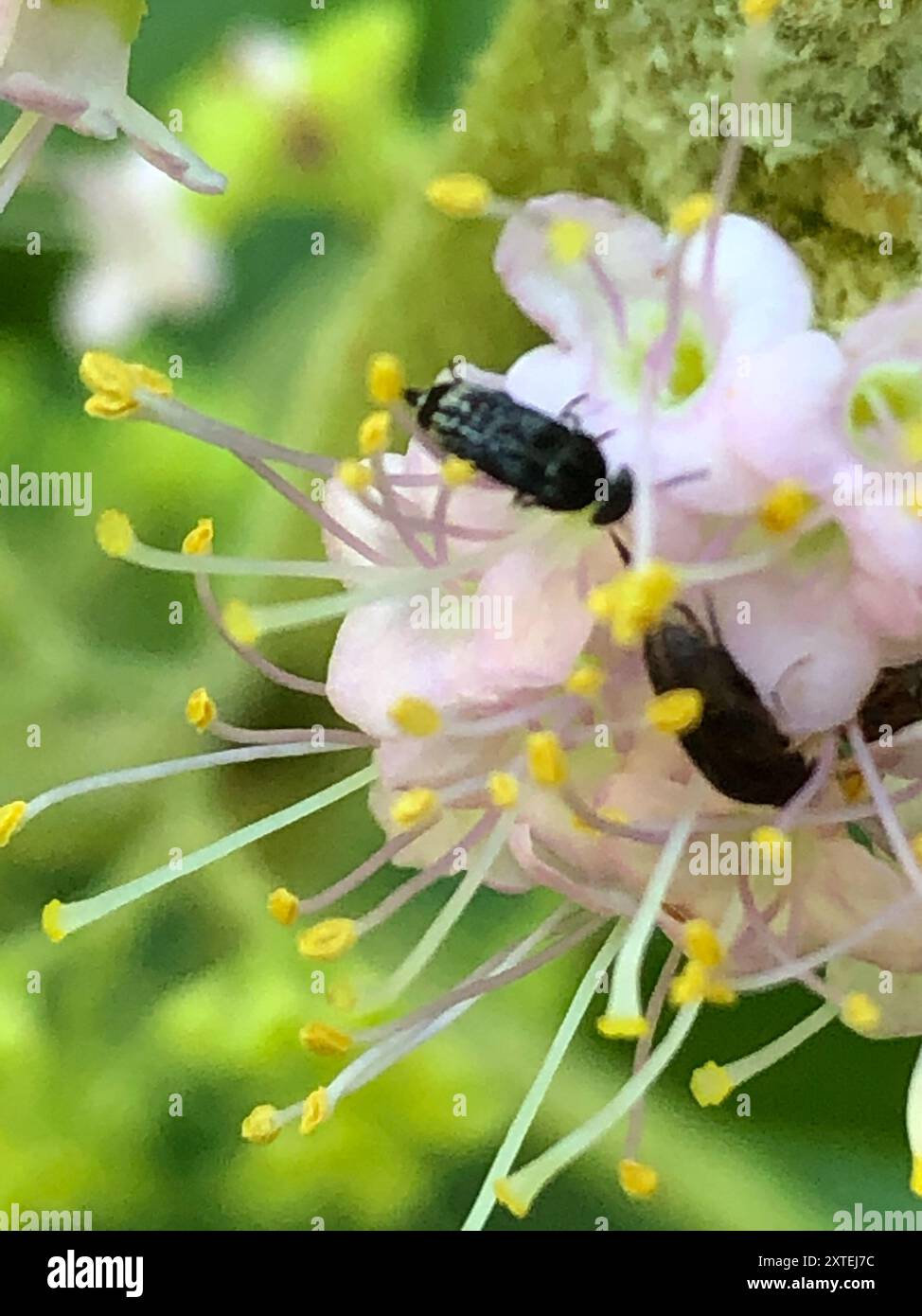 Tumbling Ragdoll (Mordella marginata) Insecta Stock Photo - Alamy