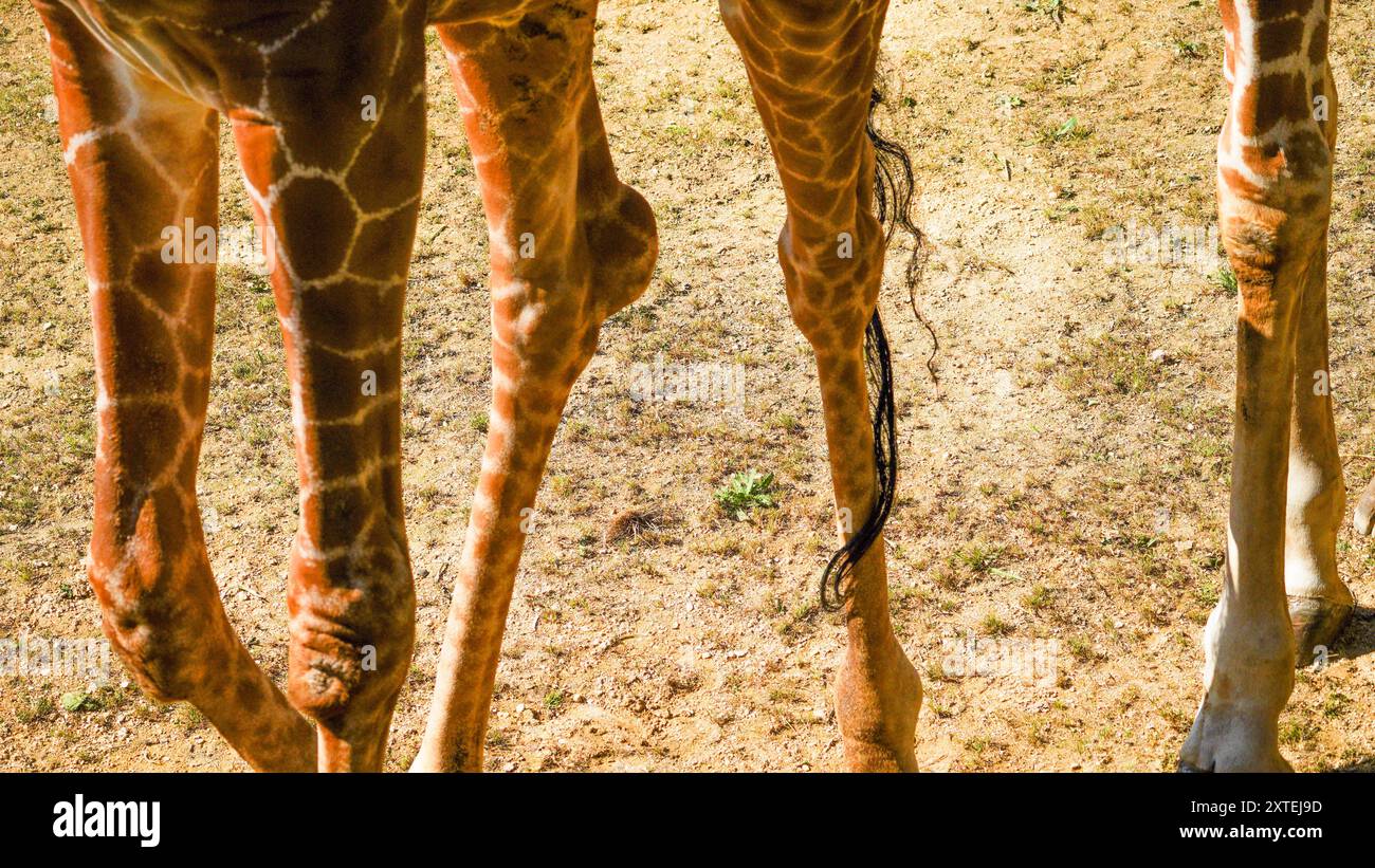 Genuine photograph of giraffe legs. Long skinny thin legs of different ...